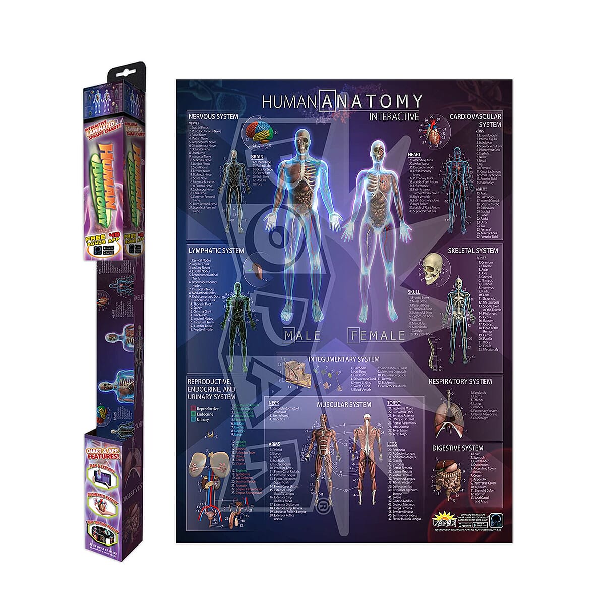 Buy Flipo- Interactive Human Anatomy Smart Chart | Body Anatomy Chart ...