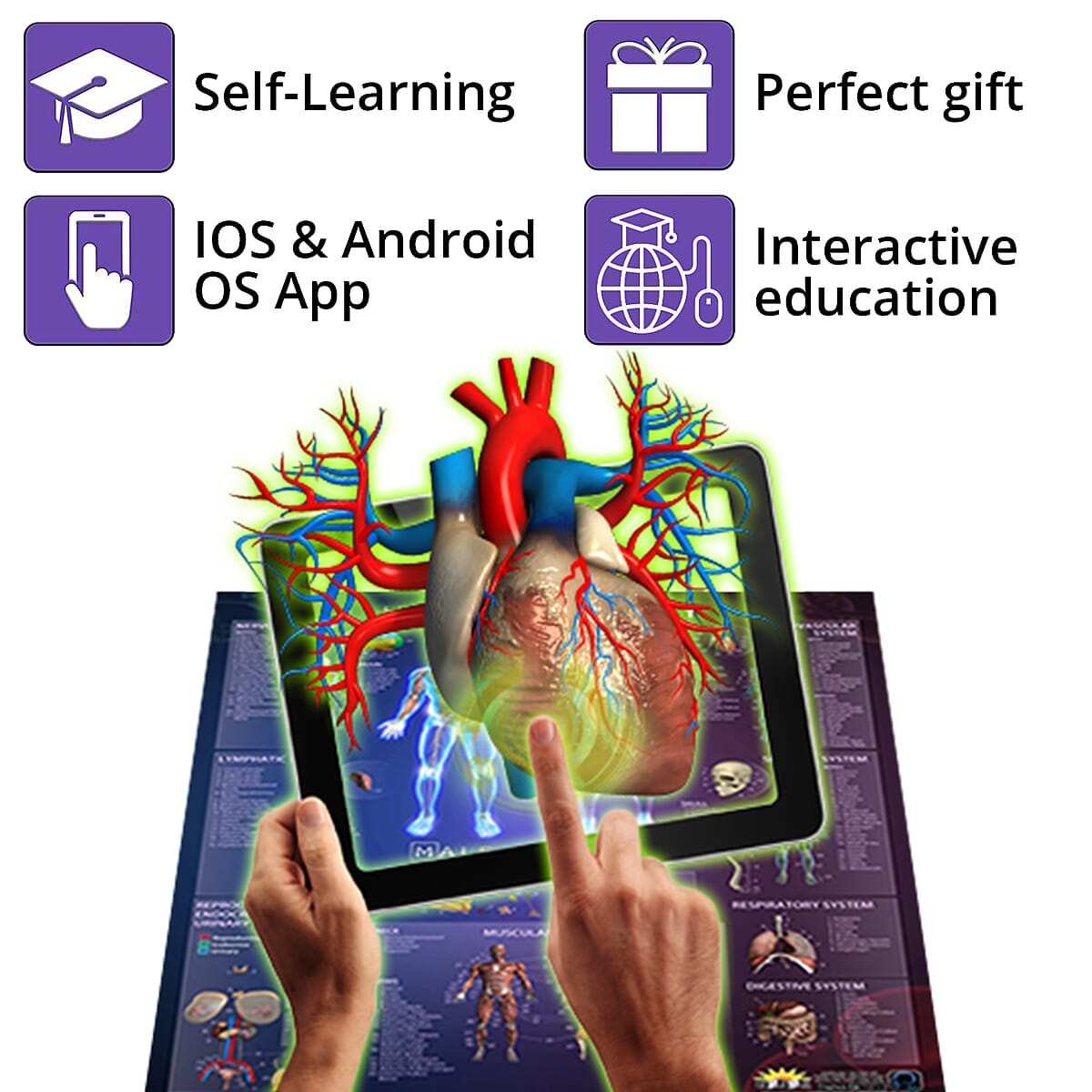 Buy Flipo- Interactive Human Anatomy Smart Chart | Body Anatomy Chart ...